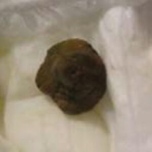 The Scoop on Poop – Oklahoma Wic